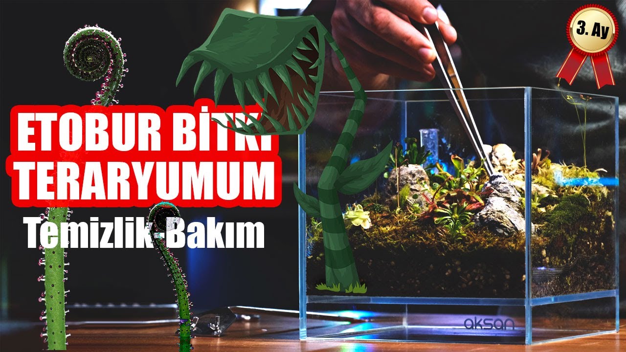 Etobur Bitki Tankı 3 Aylık Oldu - Bakım, Temizlik vs - YouTube