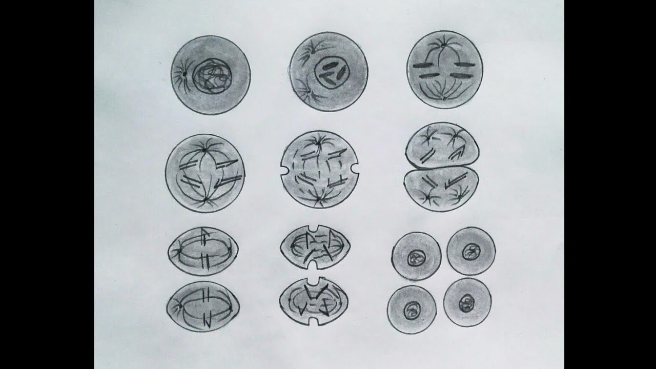How to draw meiosis || drawing || 9th biology practical 5.1 drawing ...