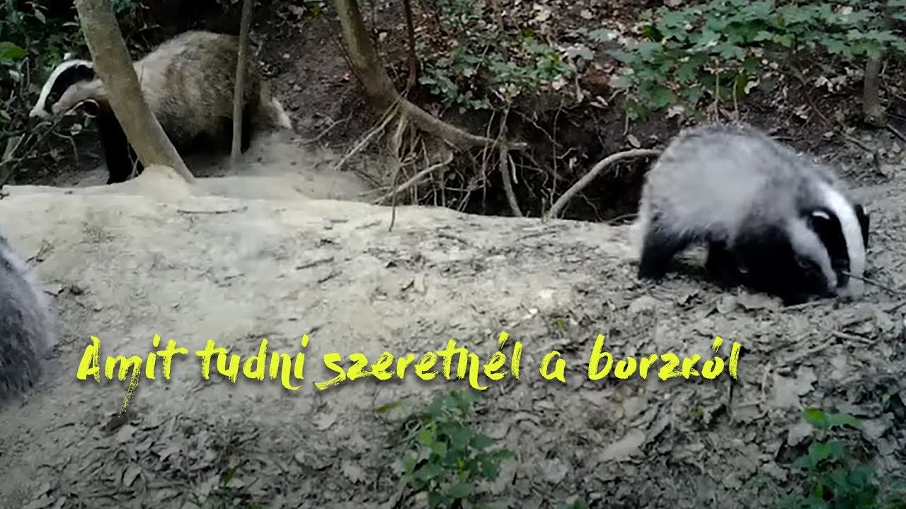 A borzok titkos élete - YouTube
