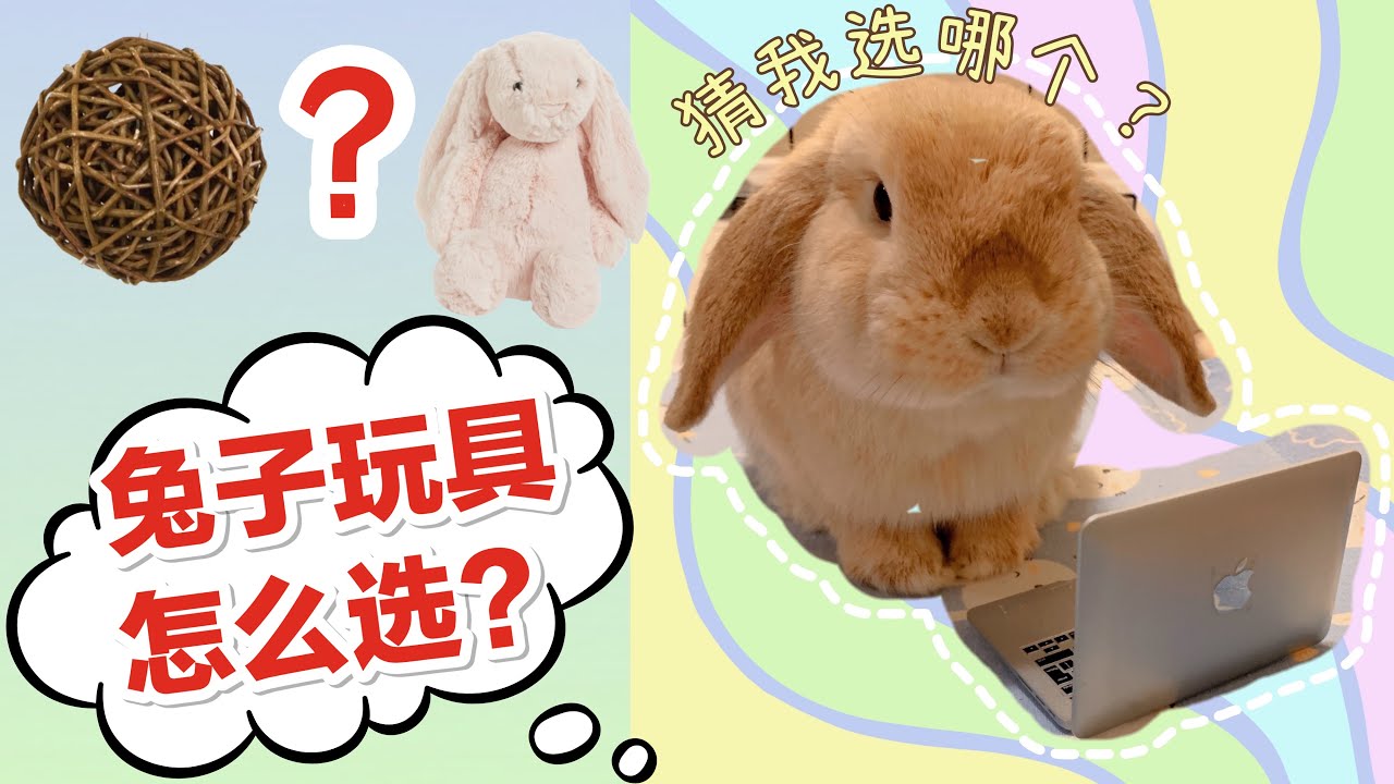 新手养兔-6种适合兔子的玩具大推荐|自制兔子玩具，环保又好玩。你家兔子最喜欢哪款玩具？一起来交流呀 - YouTube
