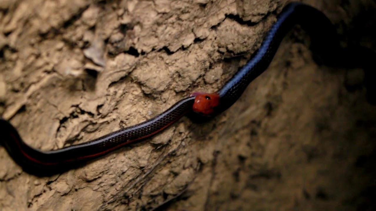 Ular Makan Ular - A snake eating another snake! - YouTube