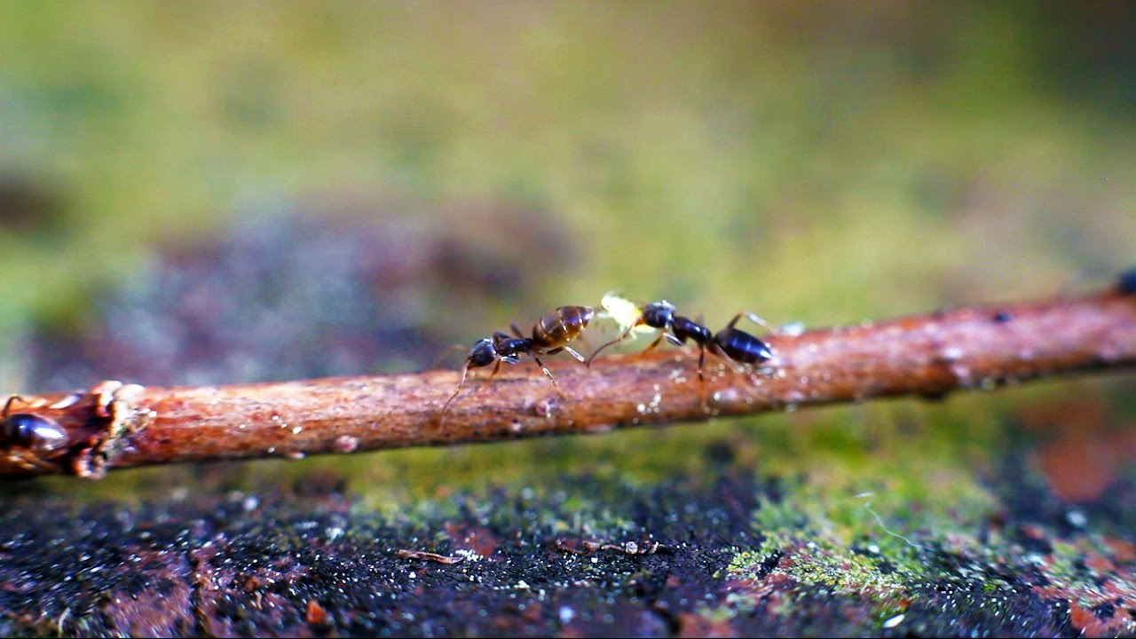 Ants On The March - YouTube