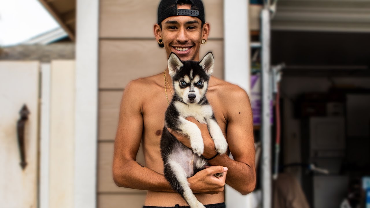 My First Week Owning A Husky Puppy Vlog!! - YouTube