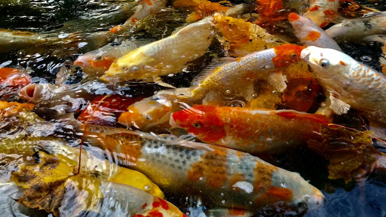 Koi fish relax meditation video 1 - YouTube
