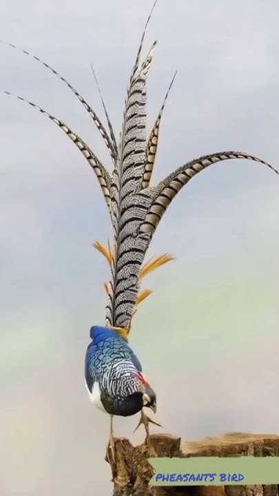 the most beautiful pheasants birds in the world - YouTube