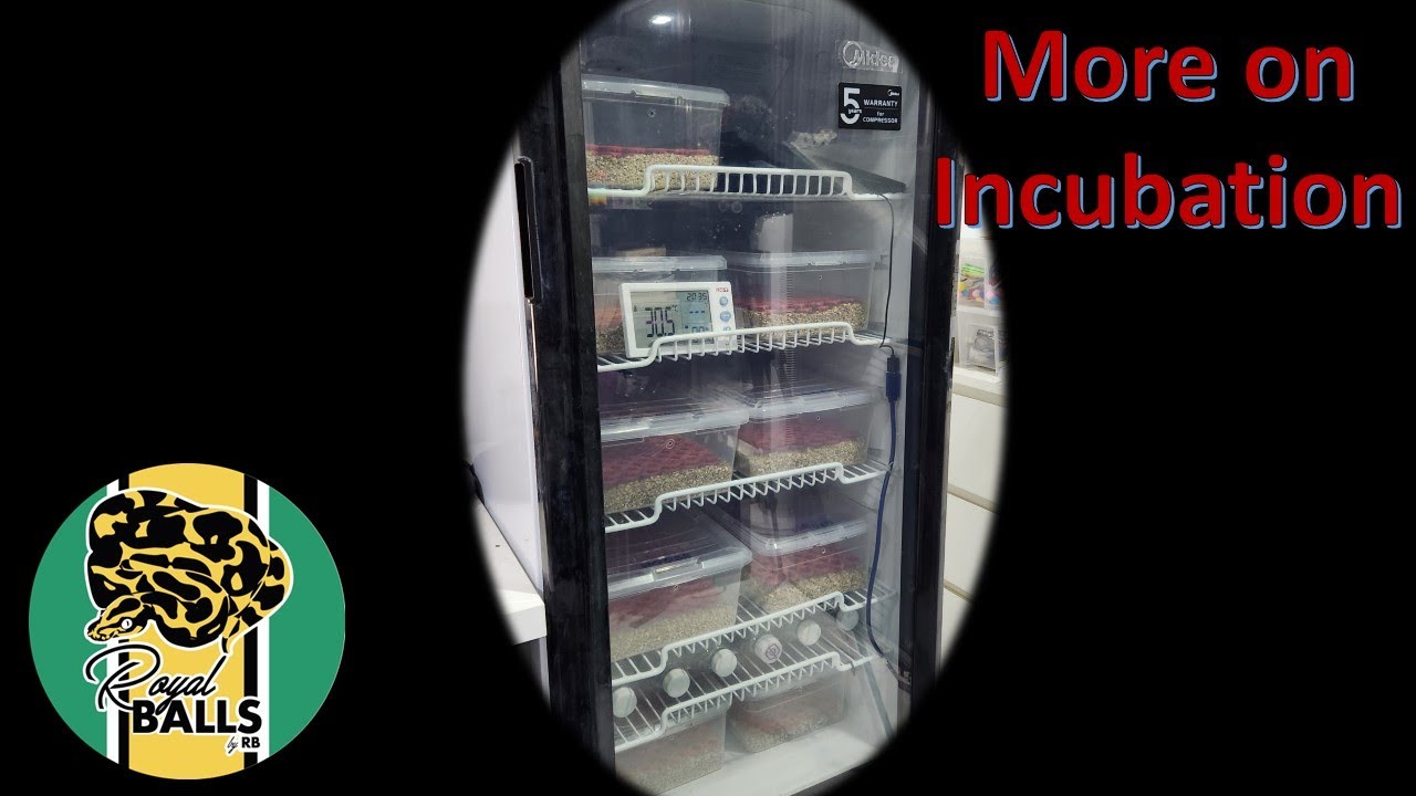 Breeding Ball Pythons; More on Incubation - YouTube