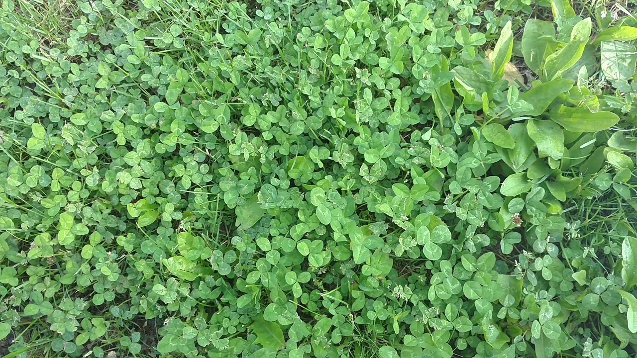 Can You Find The Four Leaf Clover Good Luck YouTube Can You Find The Four Leaf Clover Good Luck YouTube