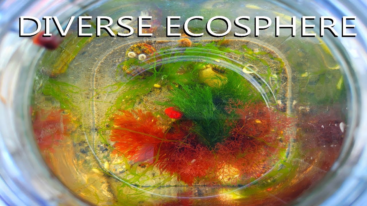 Making a Diverse Salt Water ECOSPHERE - Part 1 - YouTube