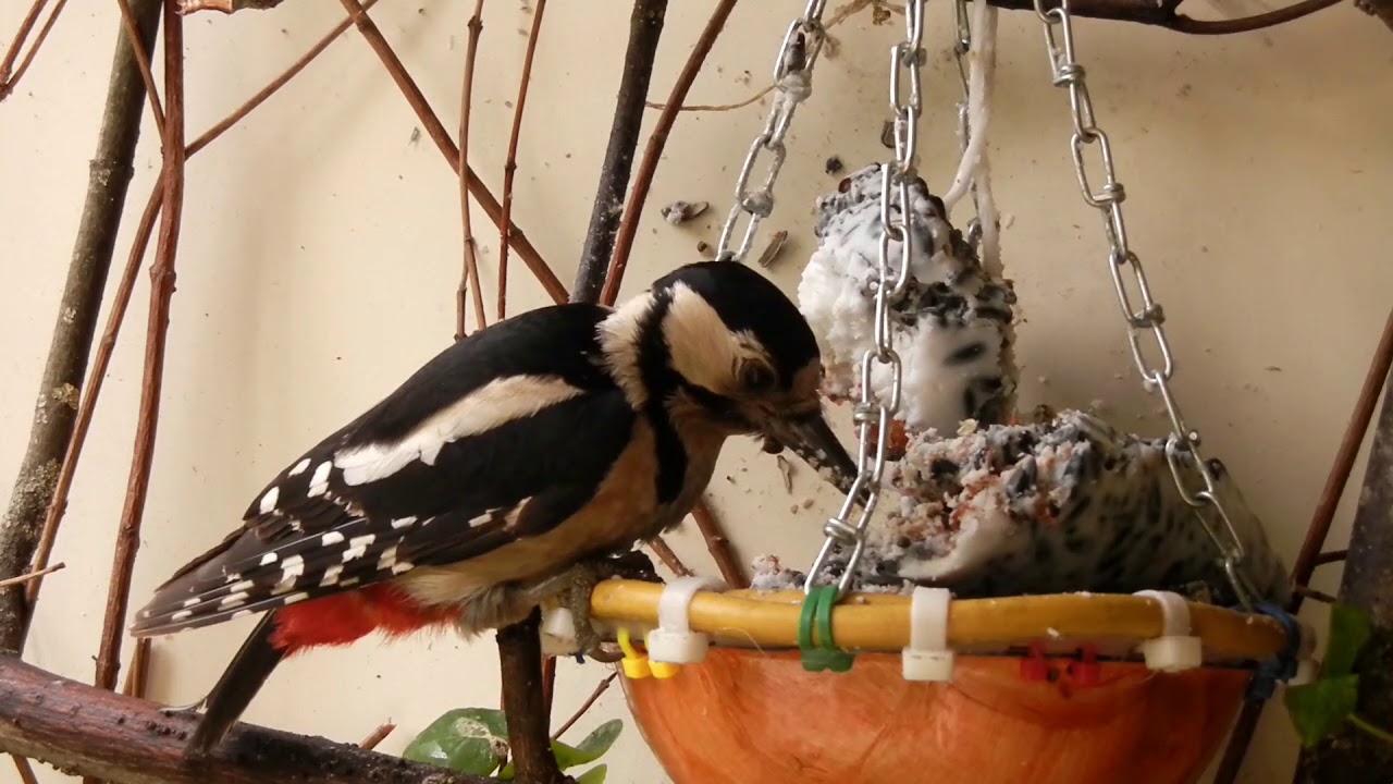 2019 05 28 Dem Specht schmeckt es - YouTube