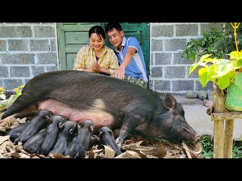 Welcome the first piglets to our village market in Vietnam!