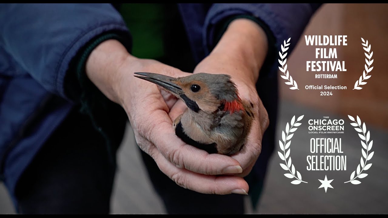 The Tragedy of Bird Collisions in Chicago and How Glass Buildings Kill ...