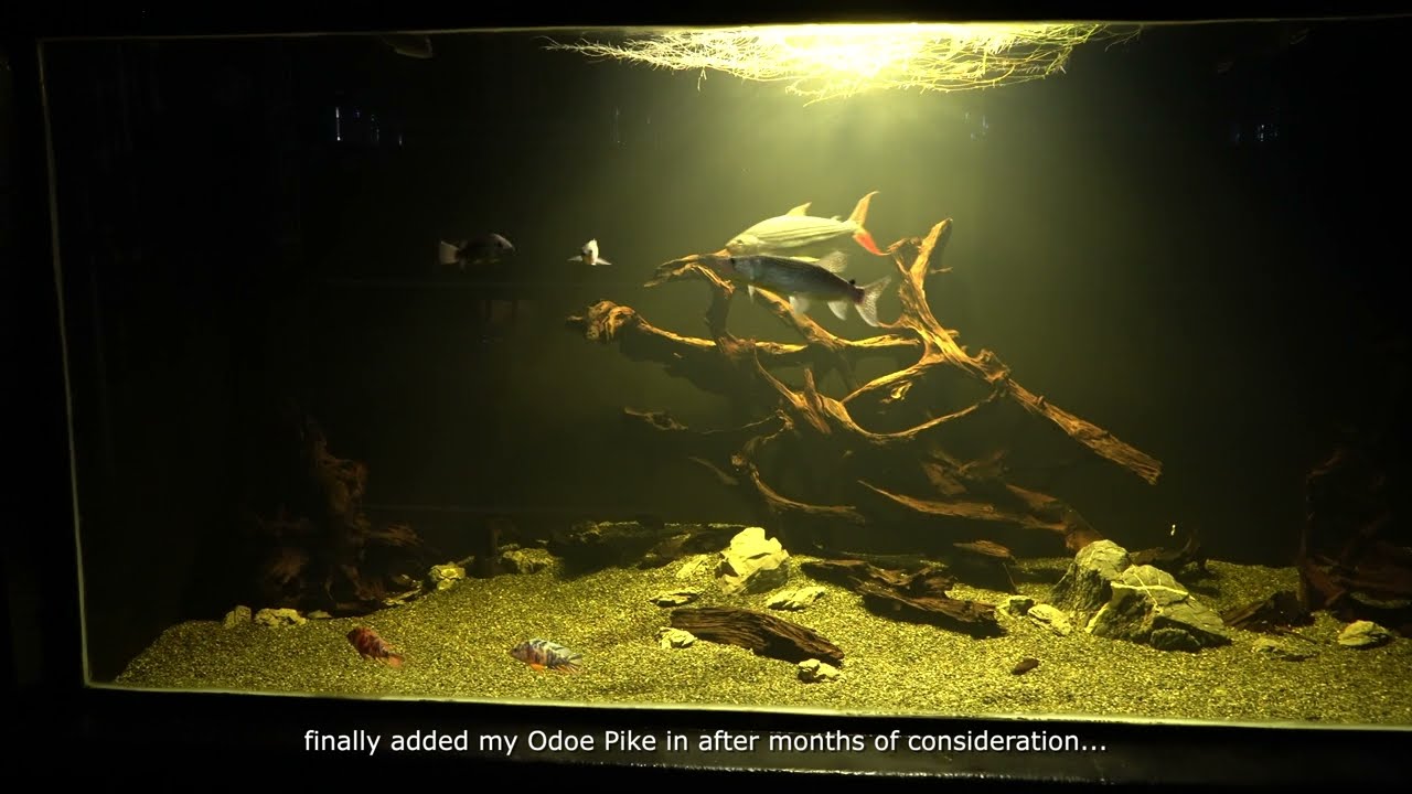 African tiger fish x Hepsetus odoe pike - YouTube