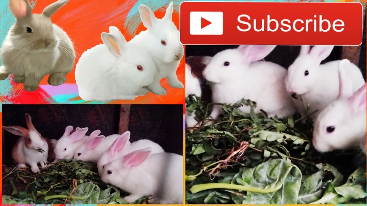 My rabbits eat vegetables @raisingpets - YouTube