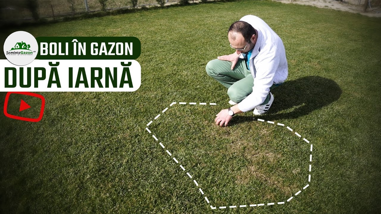 Boli în gazon după iarnă. E grav? Cum remediezi? semintegazon.ro - YouTube