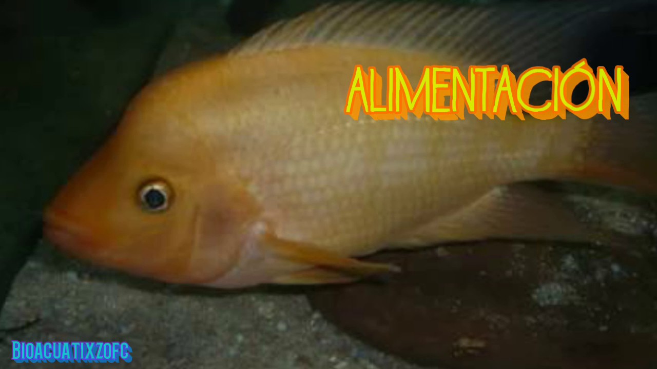 Pez Rey midas cuidados básicos y reproducción - YouTube