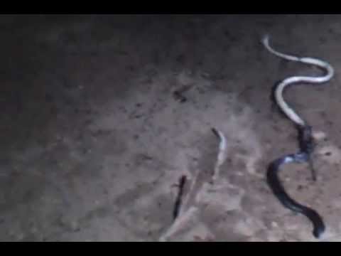Bidder marjan snake - YouTube