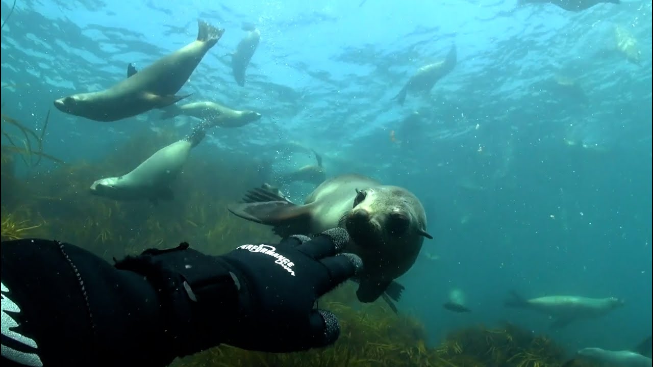 Blue Park Perspective: Wilsons Promontory Marine National Park - YouTube