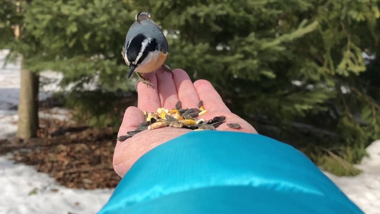 Light as a Feather -- Chickadee & Nuthatch - YouTube