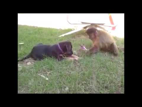 Video de risa 2016 Chango malo - YouTube