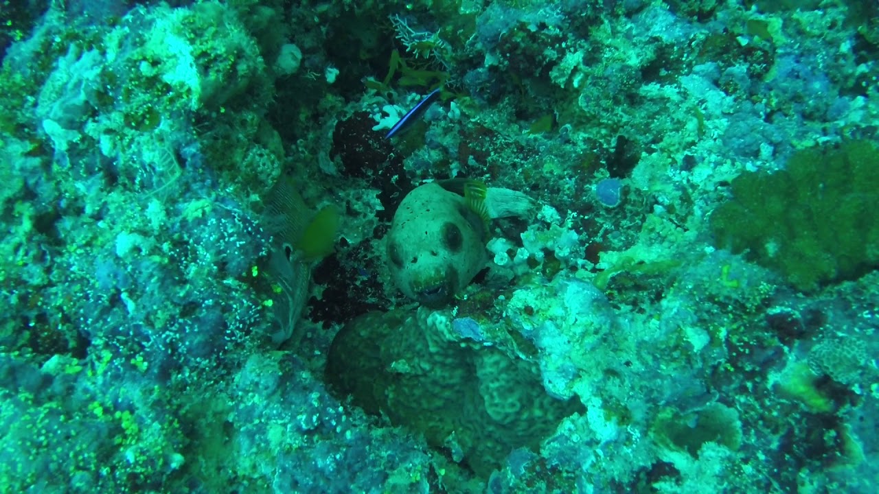 Maldives December 2017, A Sleeping Puffer Fish - YouTube