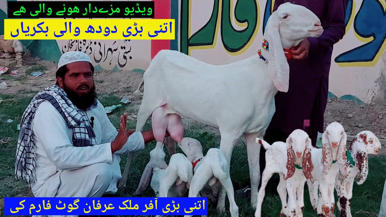 Rajanpuri Ablak Goat | Pakistani No 1 Milking Goat | Goat Farming | Sab ...