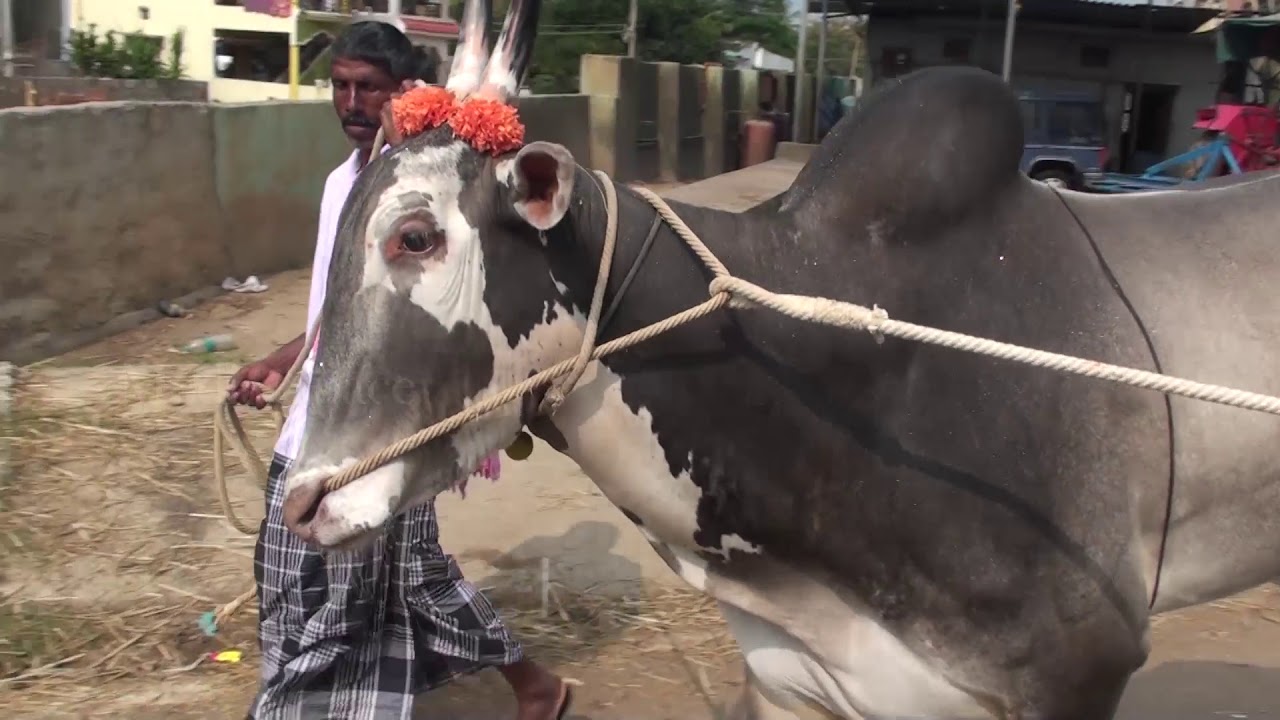Most handsome hallikar stud bull at Magadi - YouTube