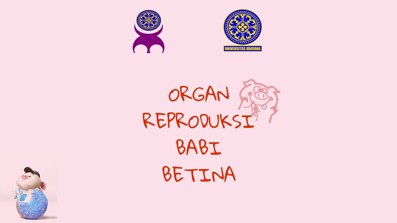 Penjelasan Organ Reproduksi Ternak Babi Betina - YouTube