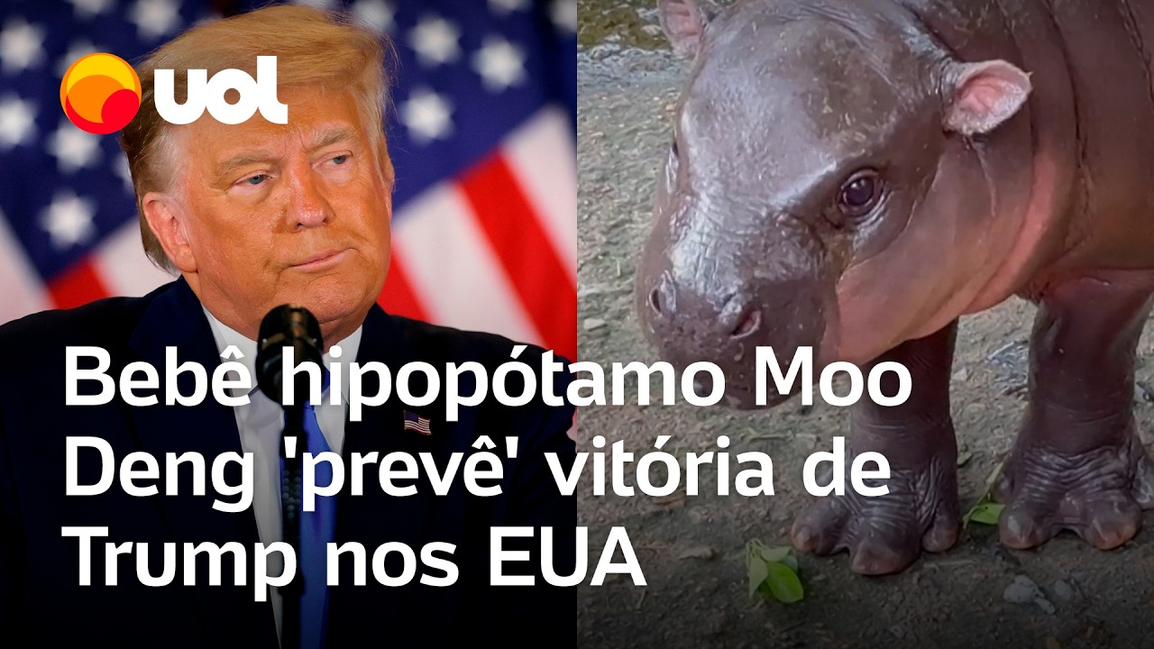 Eleições nos EUA: Bebê hipopótamo Moo Deng 'prevê' vitória de Donald ...