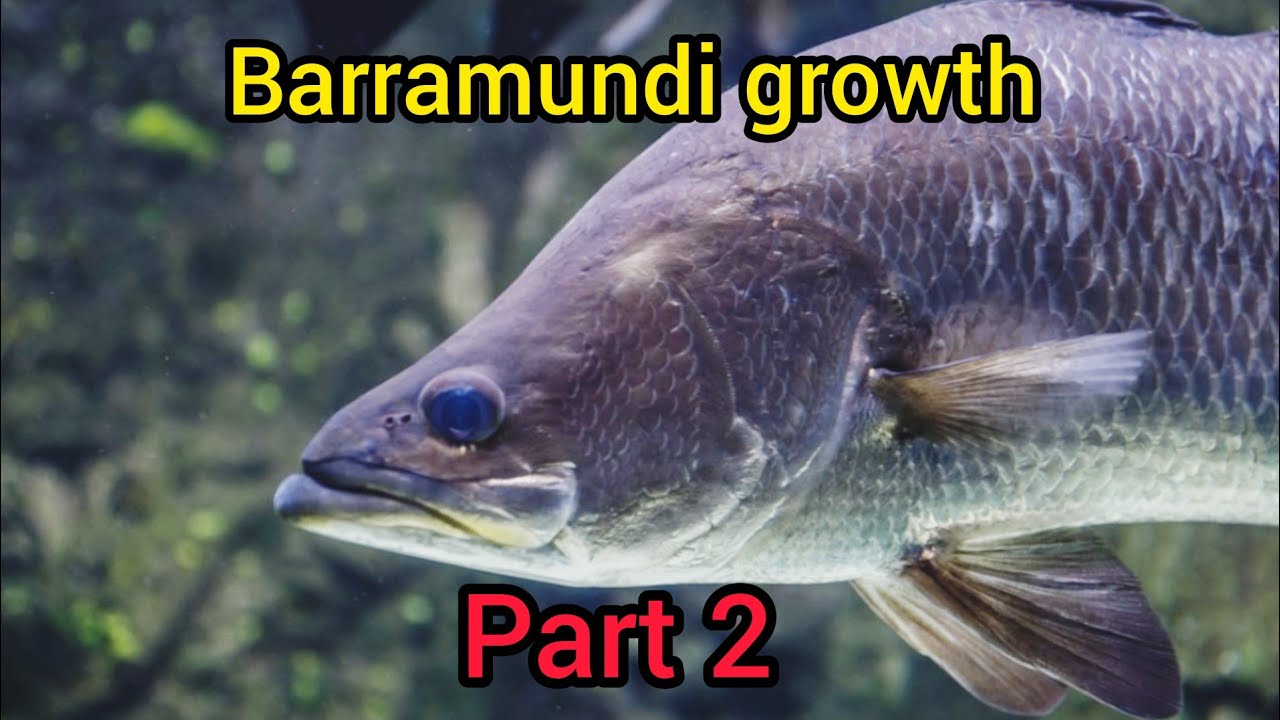 Barramundi growth part 2 - YouTube