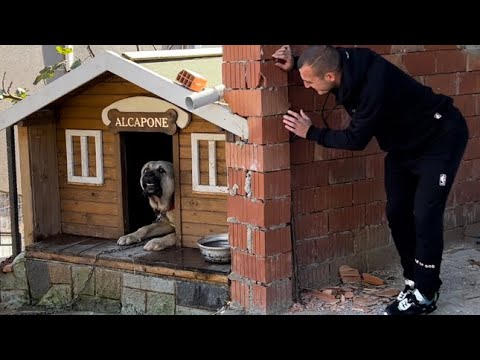 TÜRK ÇOBAN KÖPEĞİ ALCAPONU SEVMEK İÇİN ARKADAN DOLANDI @canecorsopowerr