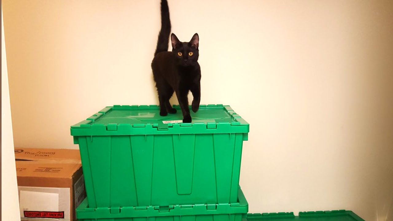 PACKING WITH CATS - YouTube