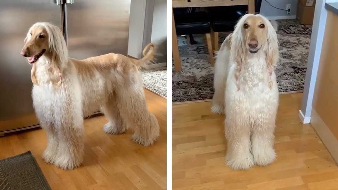 Beautiful Dog Has Amazing Hair - YouTube