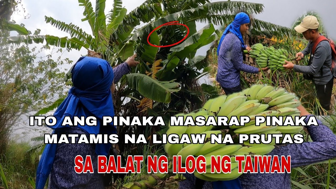 ITO ANG PINAKA MASARAP, PINAKA MATAMIS NA LIGAW NA PRUTAS SA BALAT NG ...