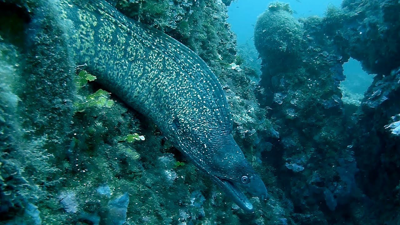 La morena del Mediterráneo (Muraena helena) Ficha Técnica - YouTube