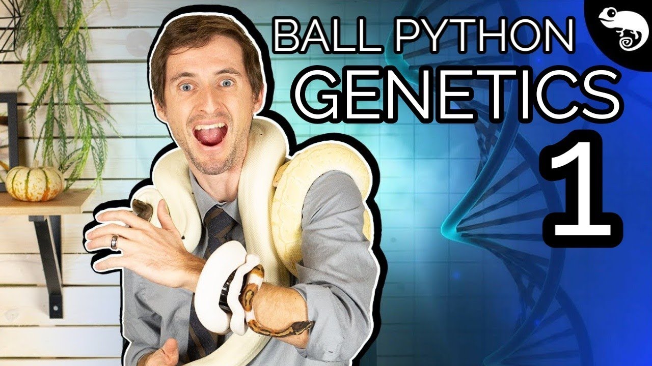 Ball Python Genetics 1: Diploid, Haploid, Homozygous, and Heterozygous - YouTube