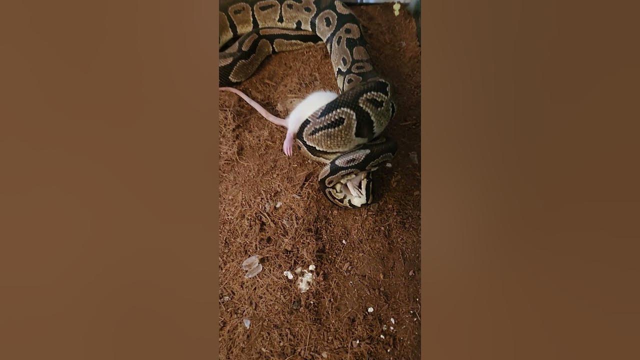 Ball python Mystique at her best strikes again - YouTube