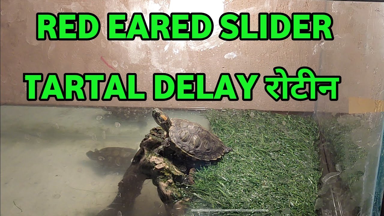 beby red eared slider tartal डेली रोटिन | turtle care update - YouTube
