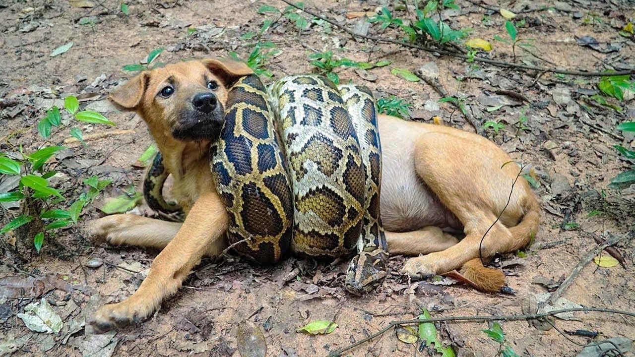 OMG Giant Python Kill Dog Dog Kill Python Almost Kill Dog YouTube