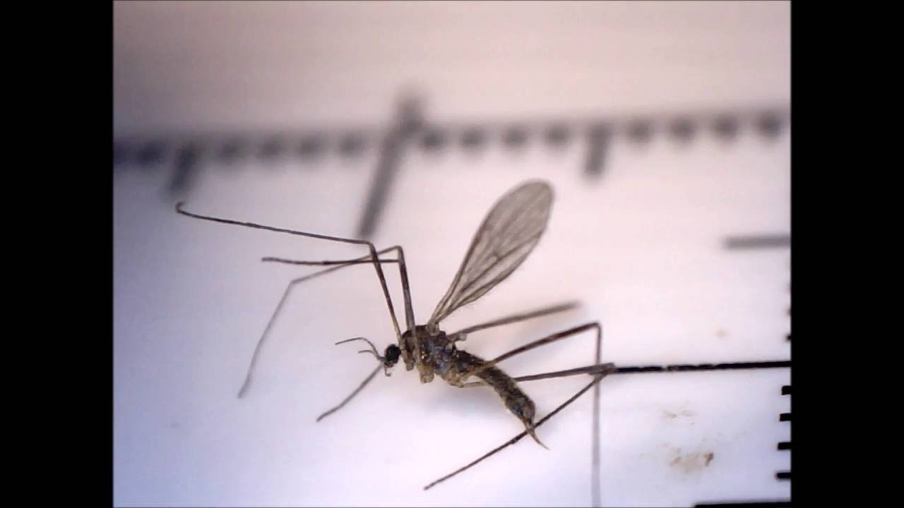 A dying fly (possibly a winter crane fly) - YouTube