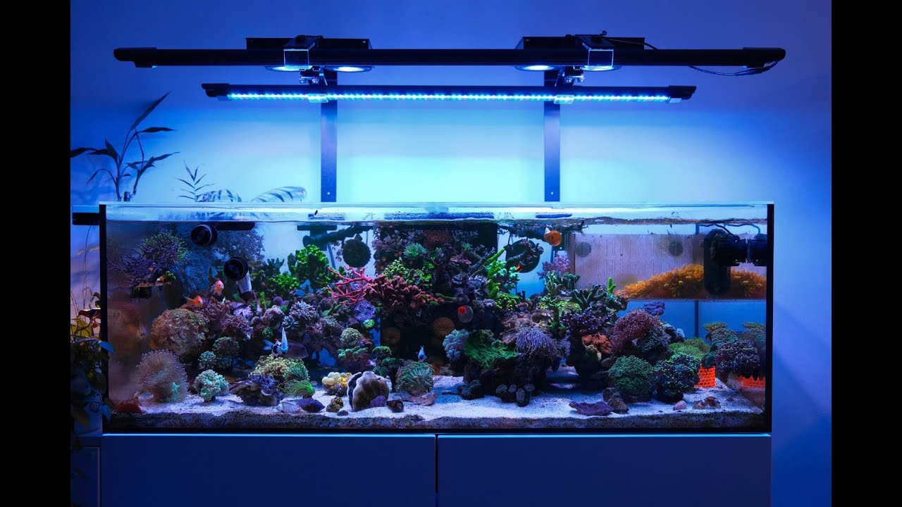 Illumagic X4 Beast Mode Bundle Dalua Ecosystem Coral Essentials