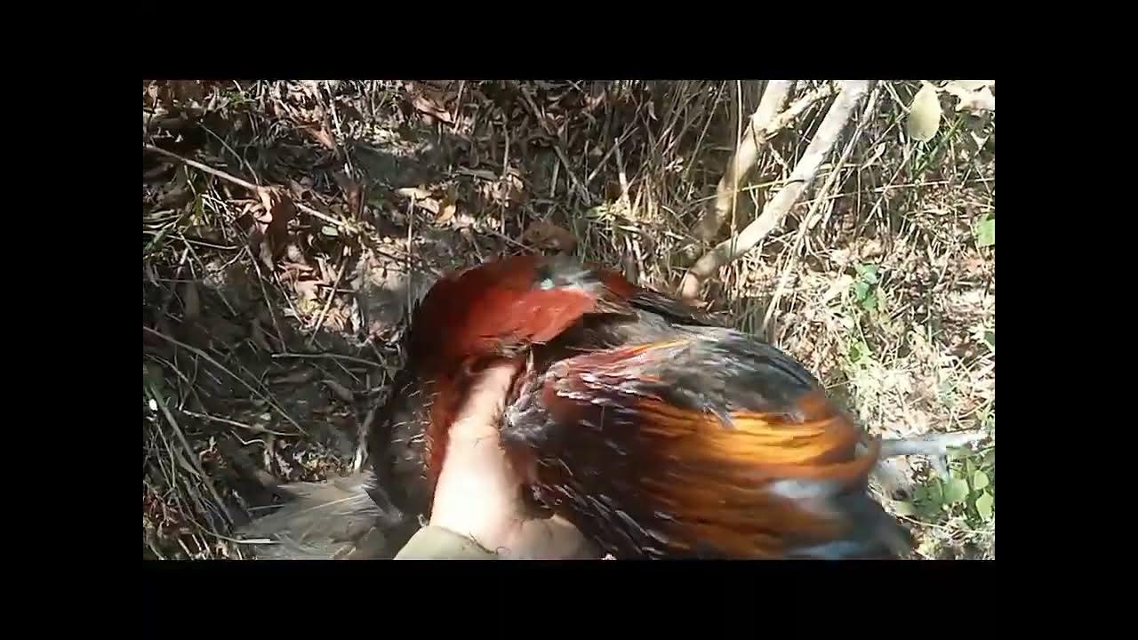 dib qaib qus tuaj zoo heev nawb 6/3/2025 - YouTube