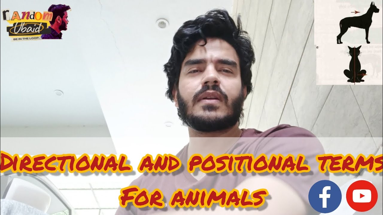 Directional And Positional Terms Used For Animals | Terminology | - YouTube