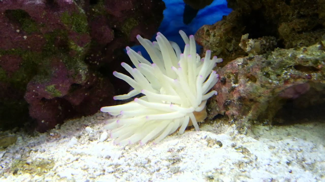 Condylactis gigantea Anemone - YouTube