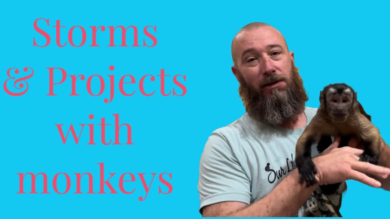 Trying to work with monkeys 🤣 #help #funny - YouTube