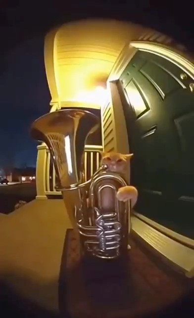 Cat Hits the Tuba at Midnight You Can’t Be Serious! 🎺 - YouTube