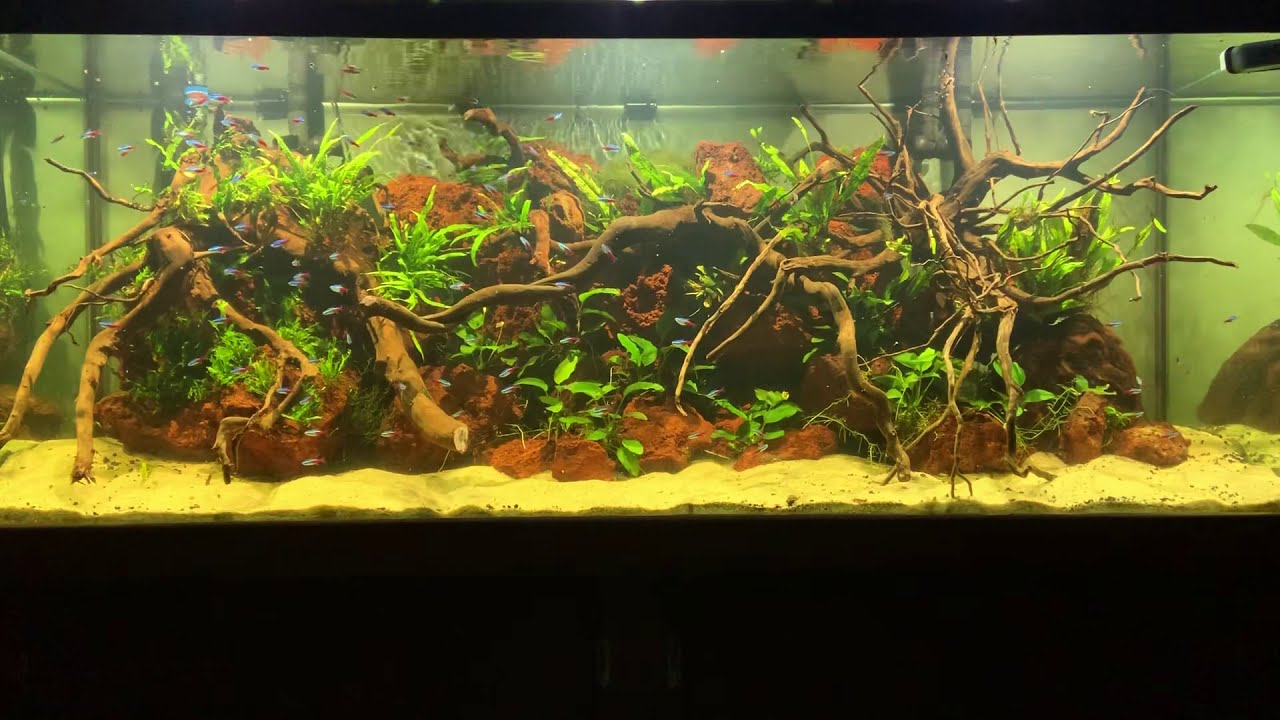 210 gallon planted tank - YouTube