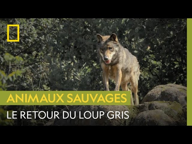 Le Loup Gris Du Film Gris, Le (pas Si) Grand Méchant Loup DvdToile