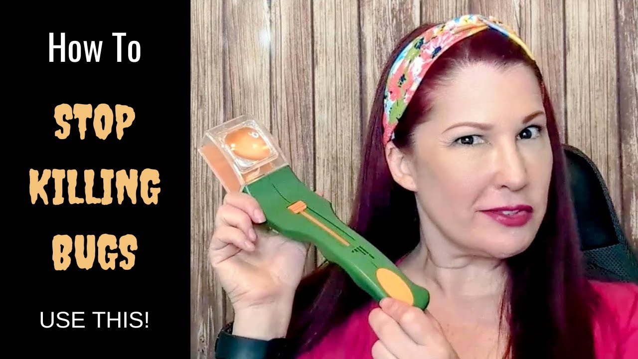 DON'T KILL BUGS! CATCH THEM INSTEAD // No squishing, no guilt! - YouTube