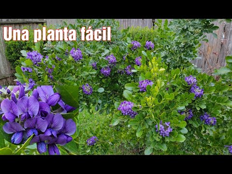 Lindísimas floración y cuidados de mi laurel Texano de montaña