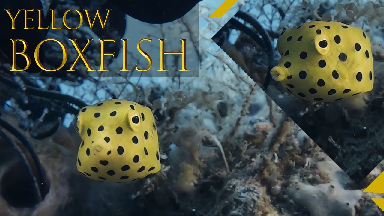 Little yellow Boxfish and the big wide World - YouTube